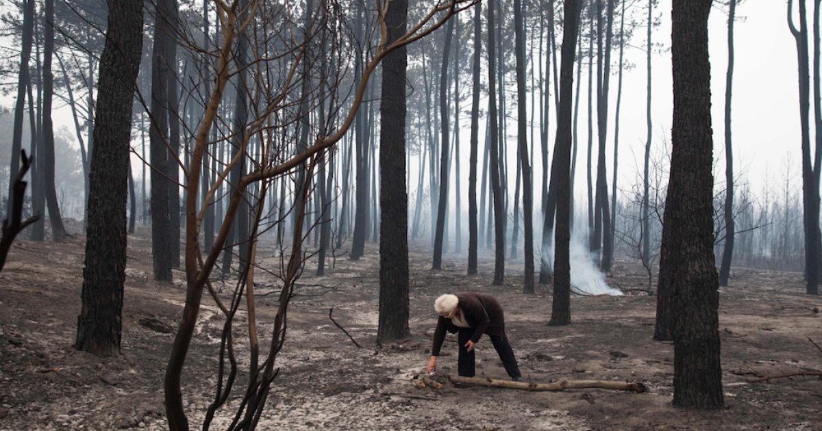 Pinhal de Leiria: da mata se fez deserto | AbrilAbril